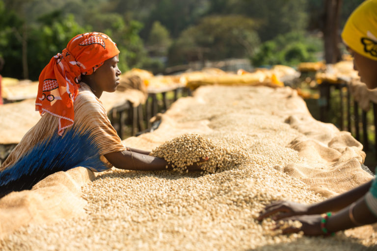 Ethiopia Guji Hambela Buku Sayisa Natural – Frank's Coffee