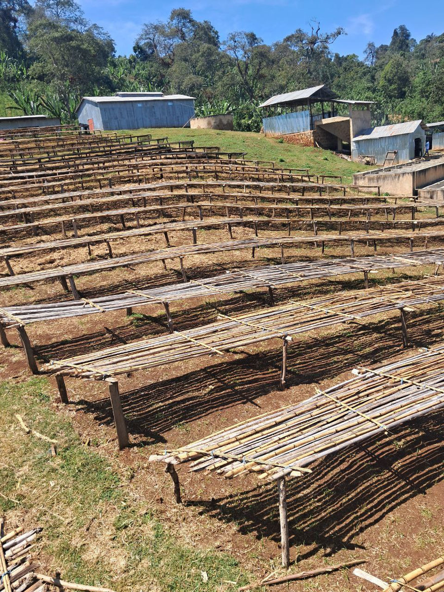 Ethiopia Guji Urabeast G1 Natural – Frank's Coffee
